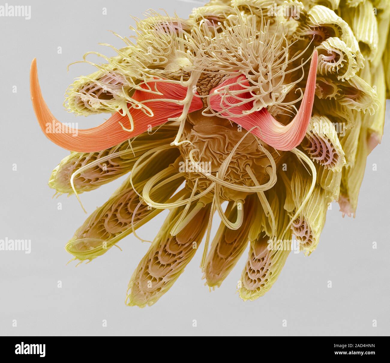 Mosquito tarsus. Coloured scanning electron micrograph (SEM) of the ...