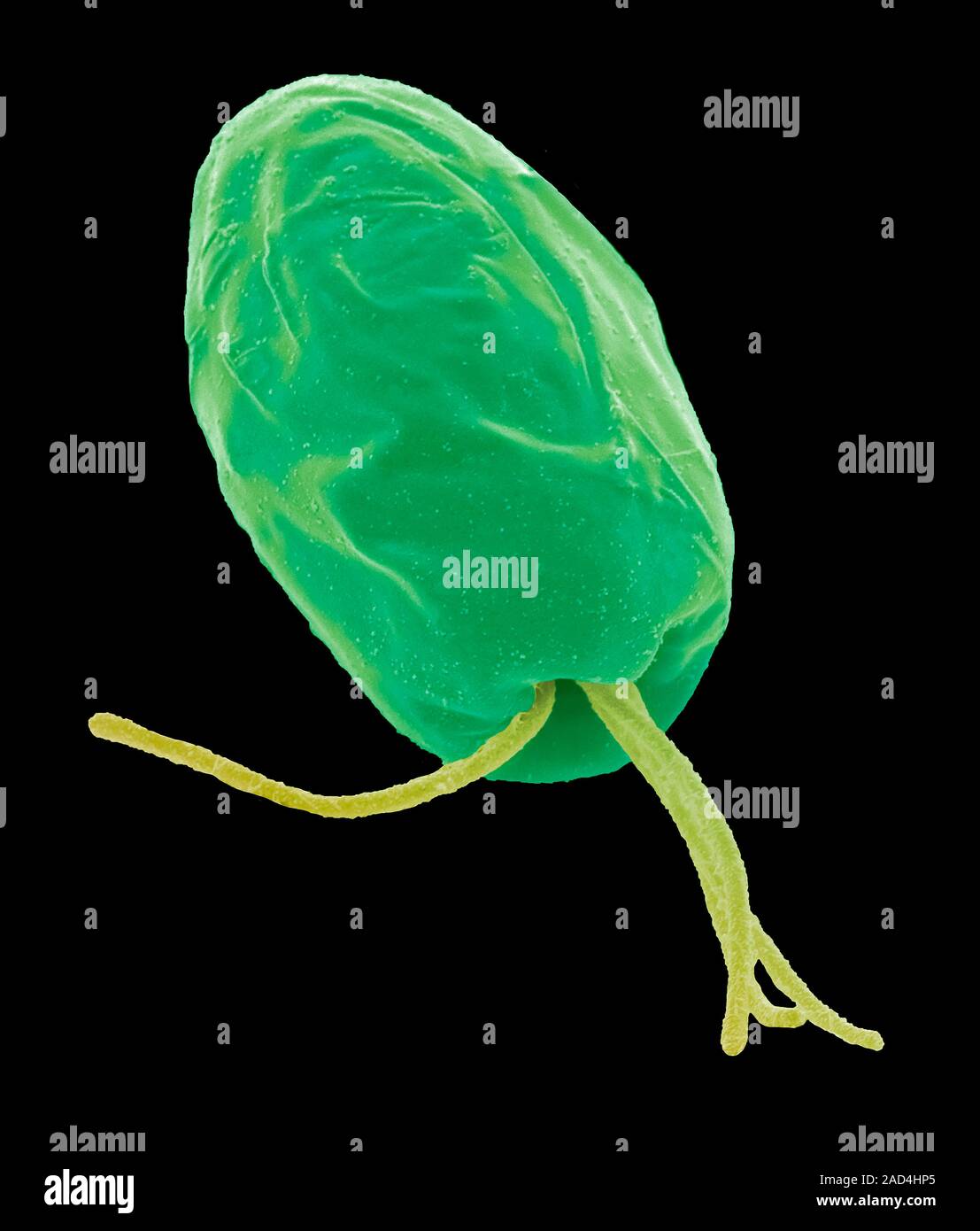 Tetraselmis chuii. Coloured scanning electron micrograph (SEM) of Tetraselmis chuii. Tetraselmis ...