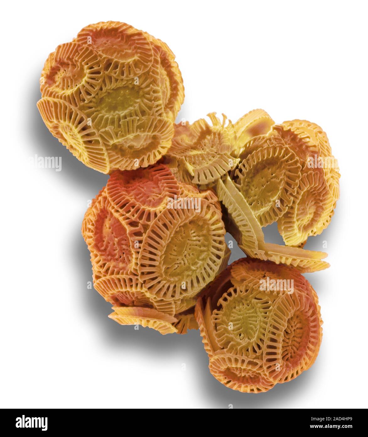 Coccolithophore. Coloured scanning electron micrograph (SEM) of ...