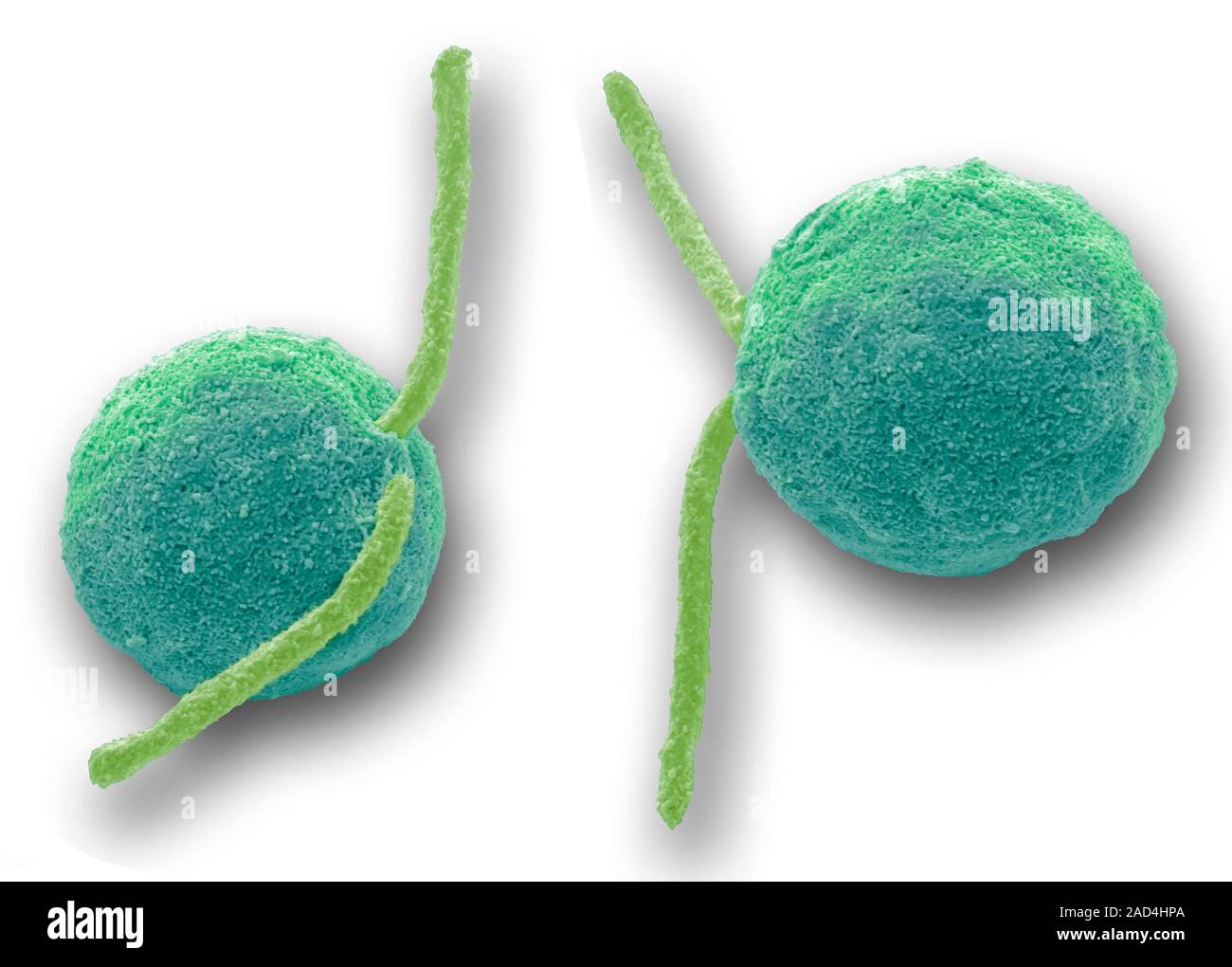 Isochrysis galbana. Coloured scanning electron micrograph (SEM) of ...