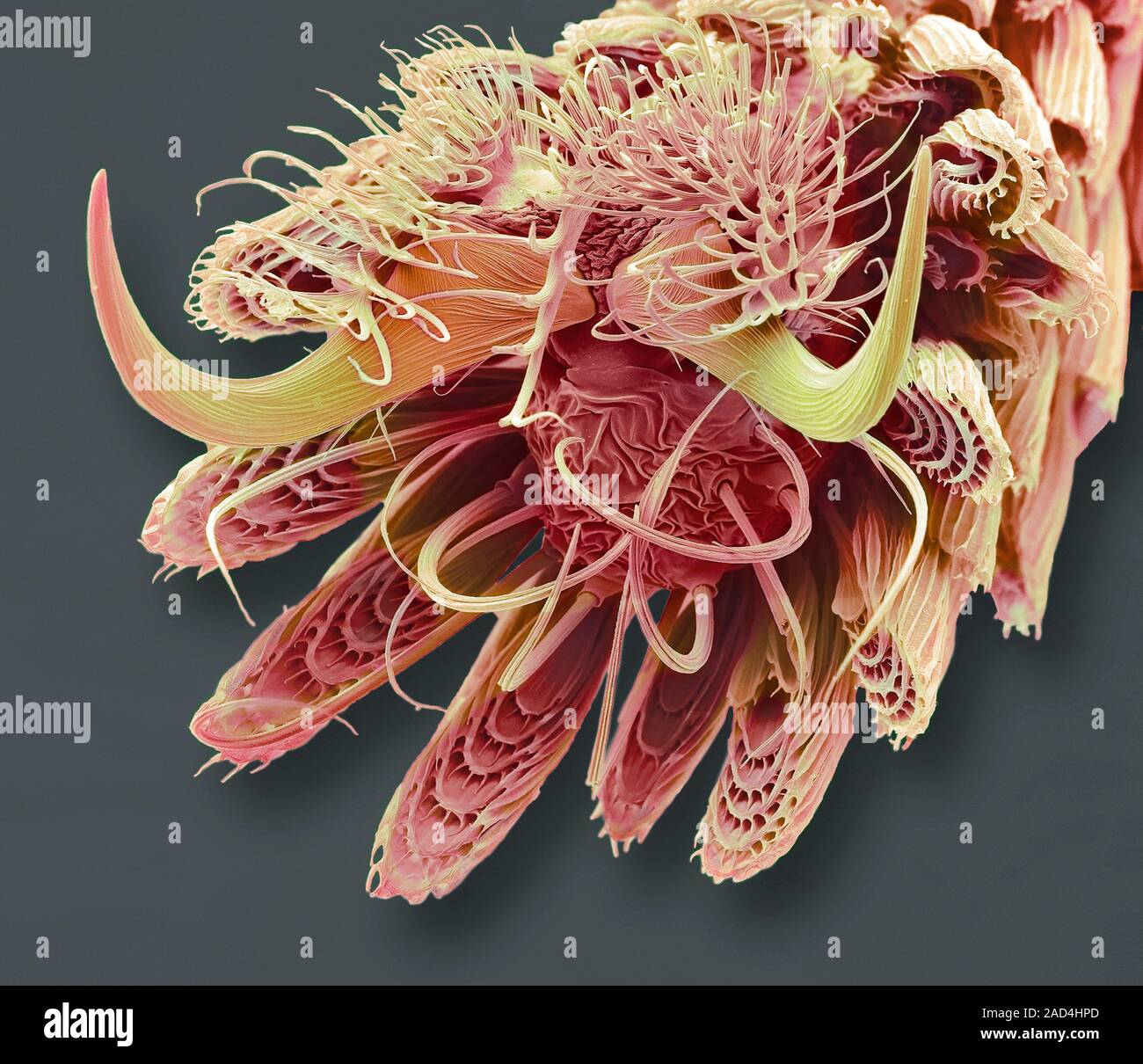Mosquito tarsus. Coloured scanning electron micrograph (SEM) of the ...