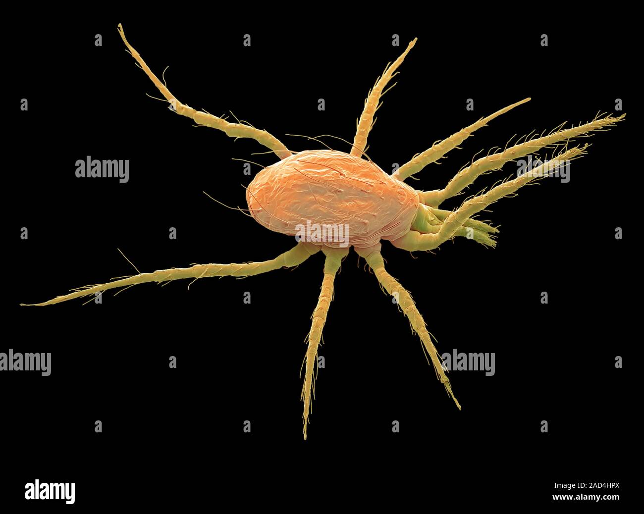 Predatory mite. Coloured scanning electron micrograph (SEM) of a ...
