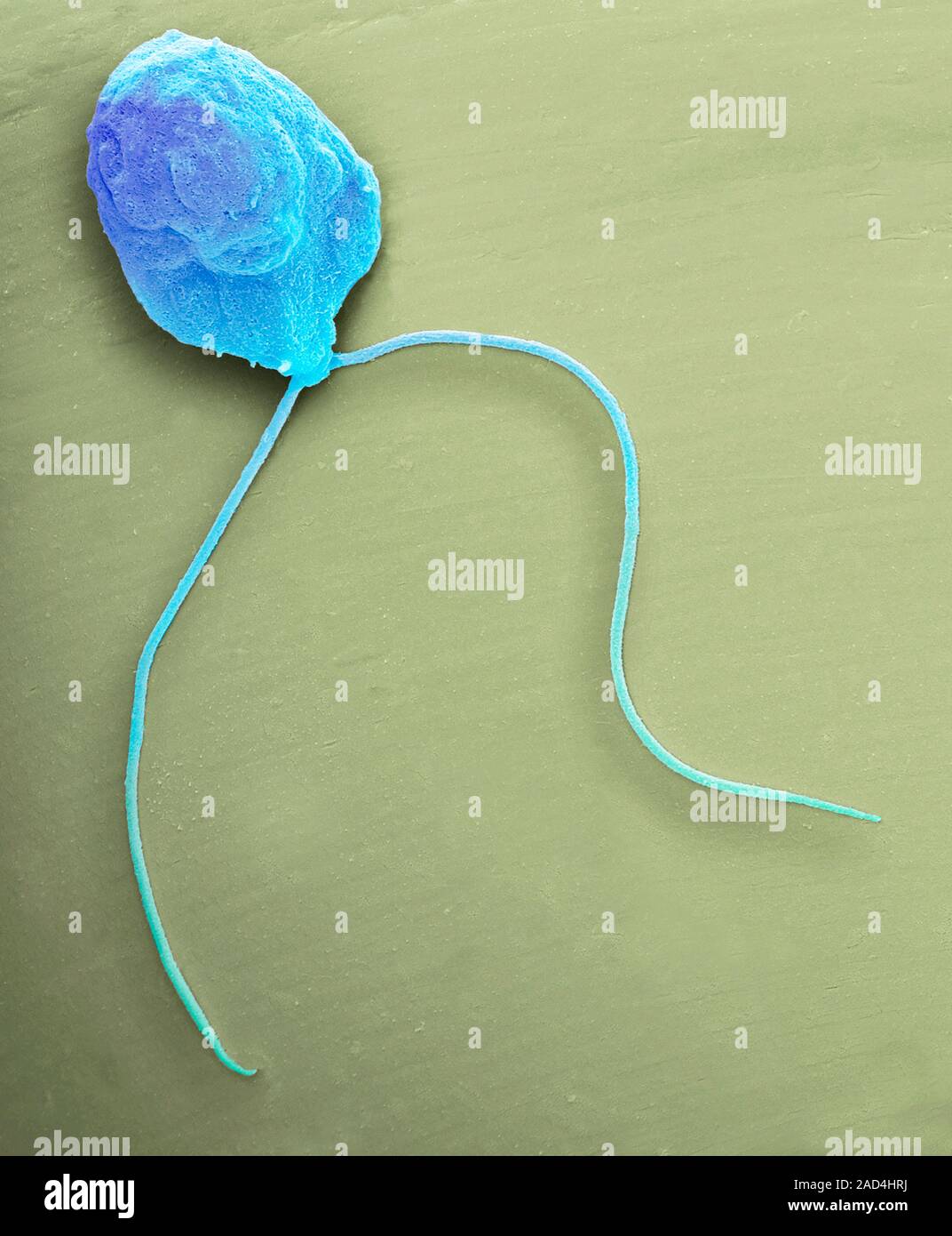 Dunaliella tertiolecta. Coloured scanning electron micrograph (SEM) of ...