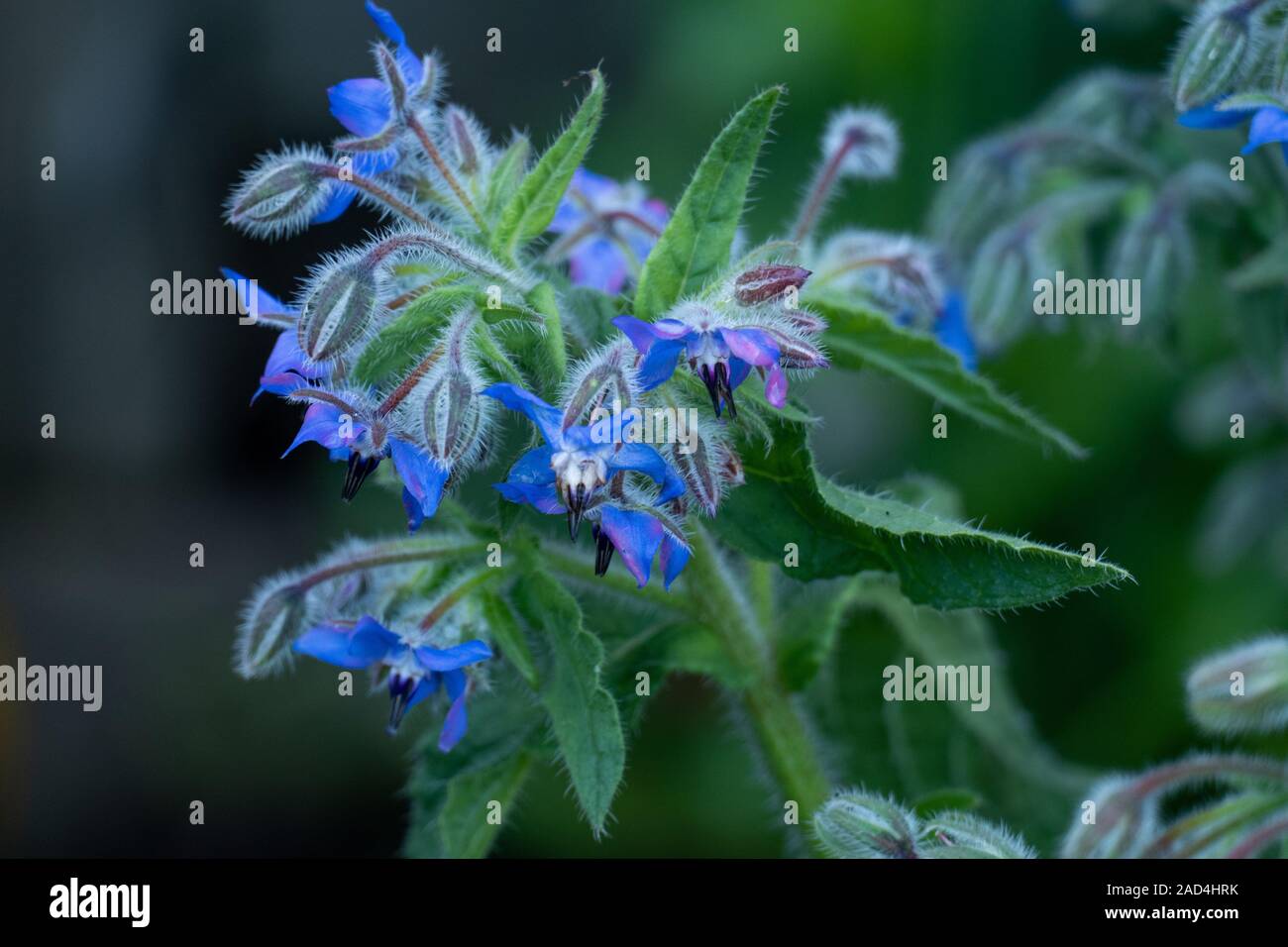 The hairy but beautiful flowers and leaves of the bernagie plant, also ...