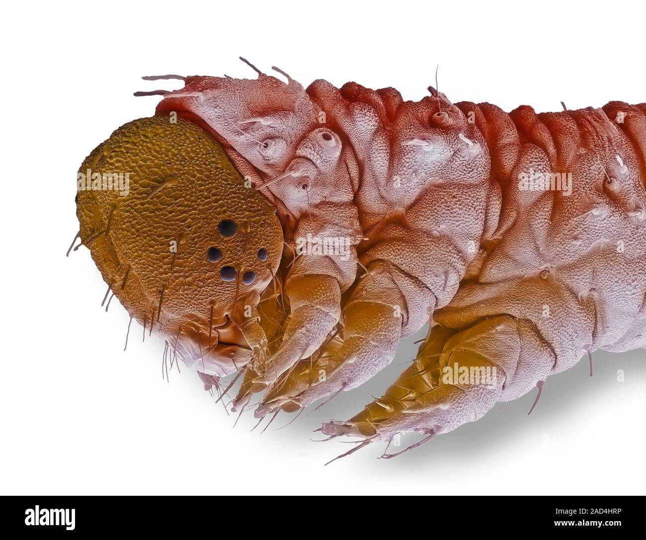 Looper caterpillar. Coloured scanning electron micrograph (SEM) of a ... Looper caterpillar. Coloured scanning electron micrograph (SEM) of a ...