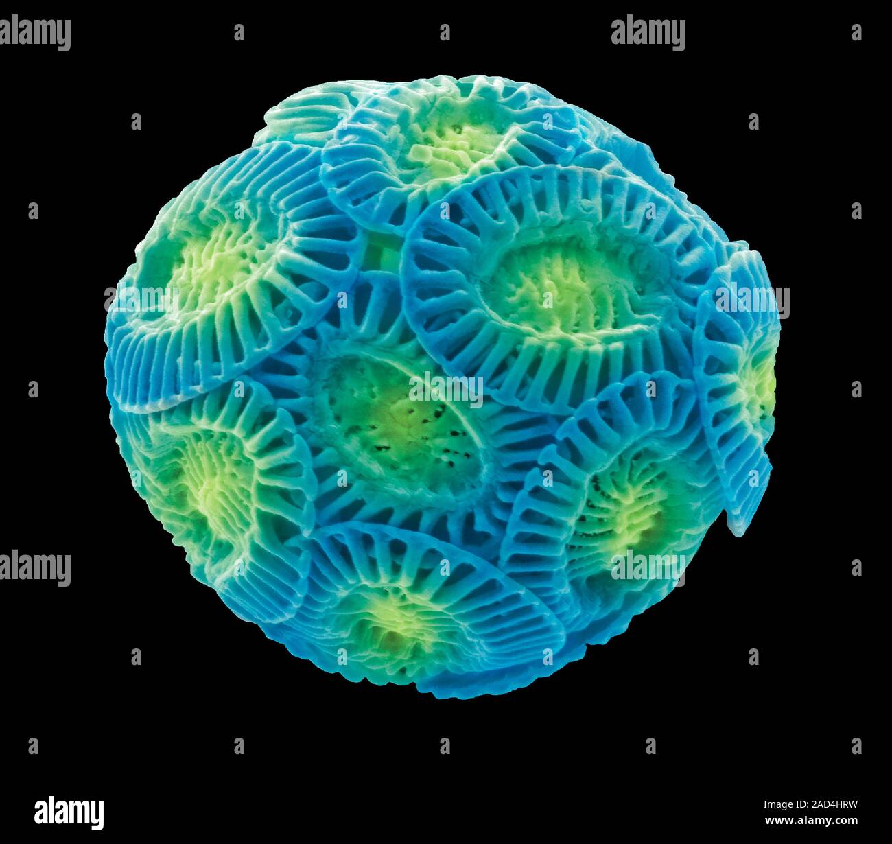 Coccolithophore. Coloured scanning electron micrograph (SEM) of ...