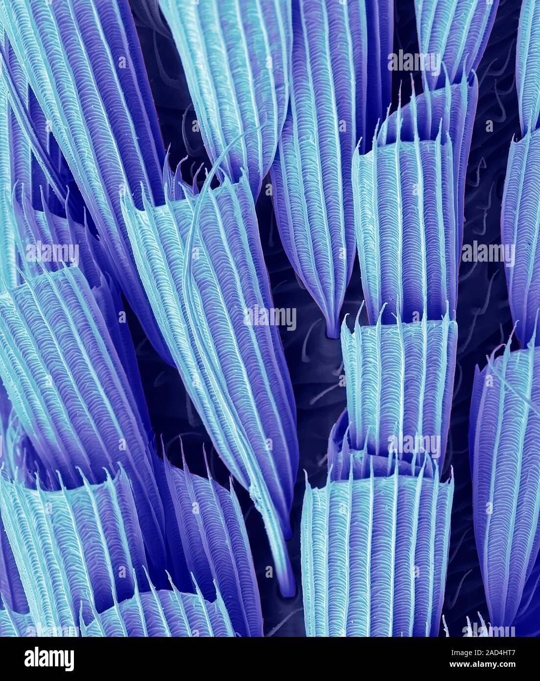 Mosquito leg scales. Coloured scanning electron micrograph (SEM) of the ...
