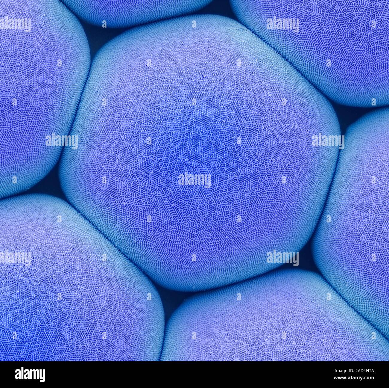 Mosquito eye. Coloured scanning electron micrograph (SEM) of a mosquito ...