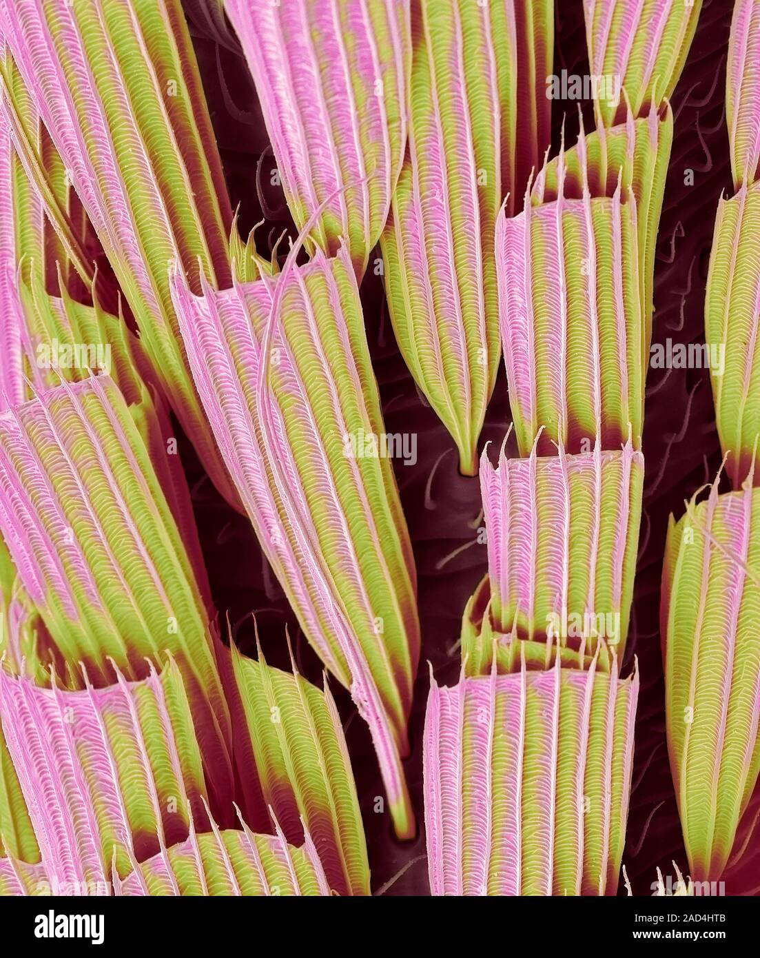 Mosquito leg scales. Coloured scanning electron micrograph (SEM) of the ...