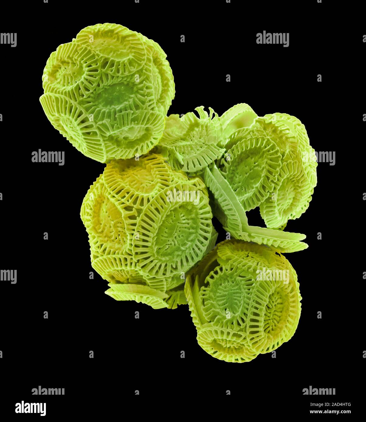 Coccolithophore. Coloured scanning electron micrograph (SEM) of ...