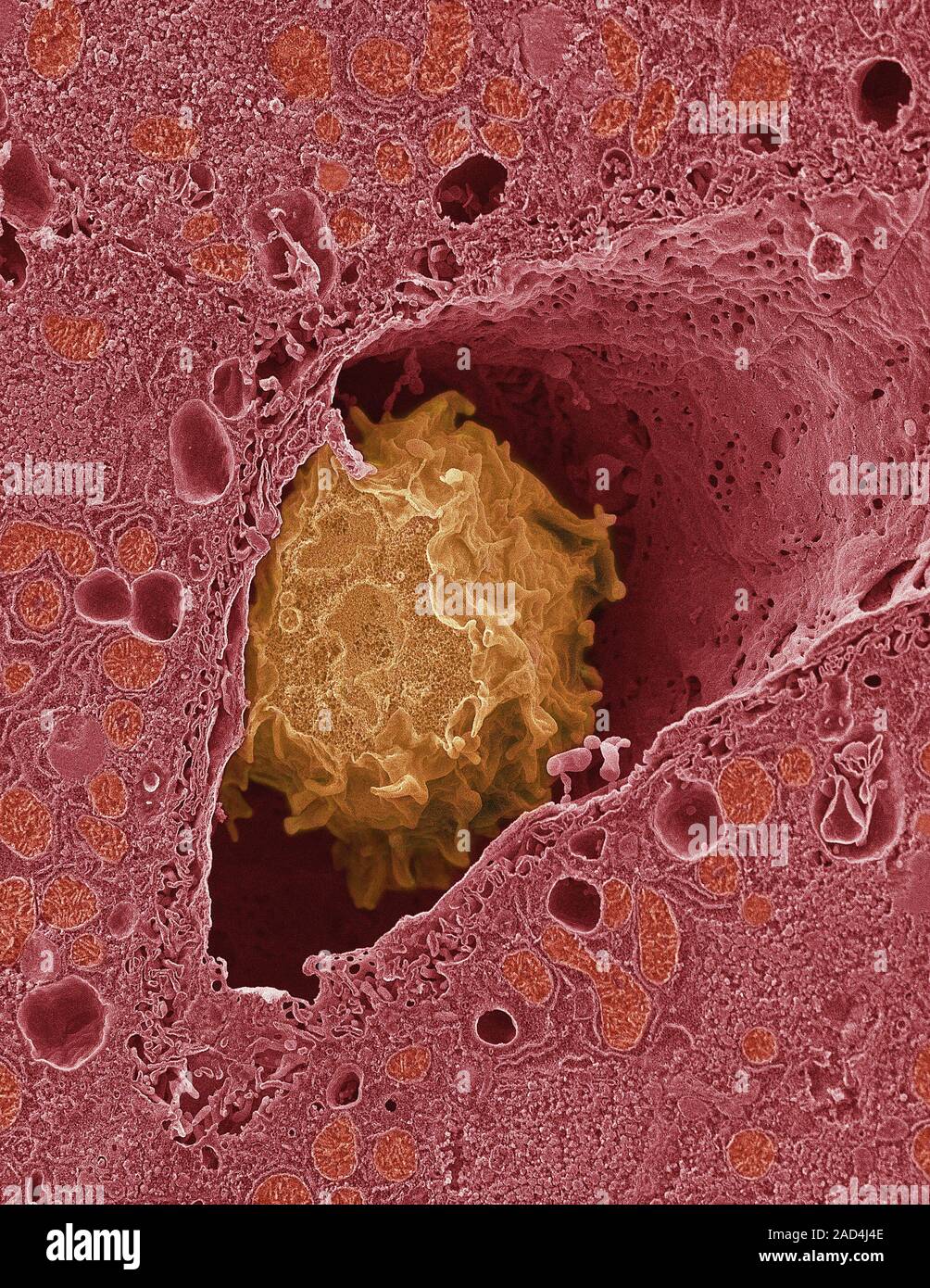 Liver macrophage cell. Coloured scanning electron micrograph (SEM) of a ...