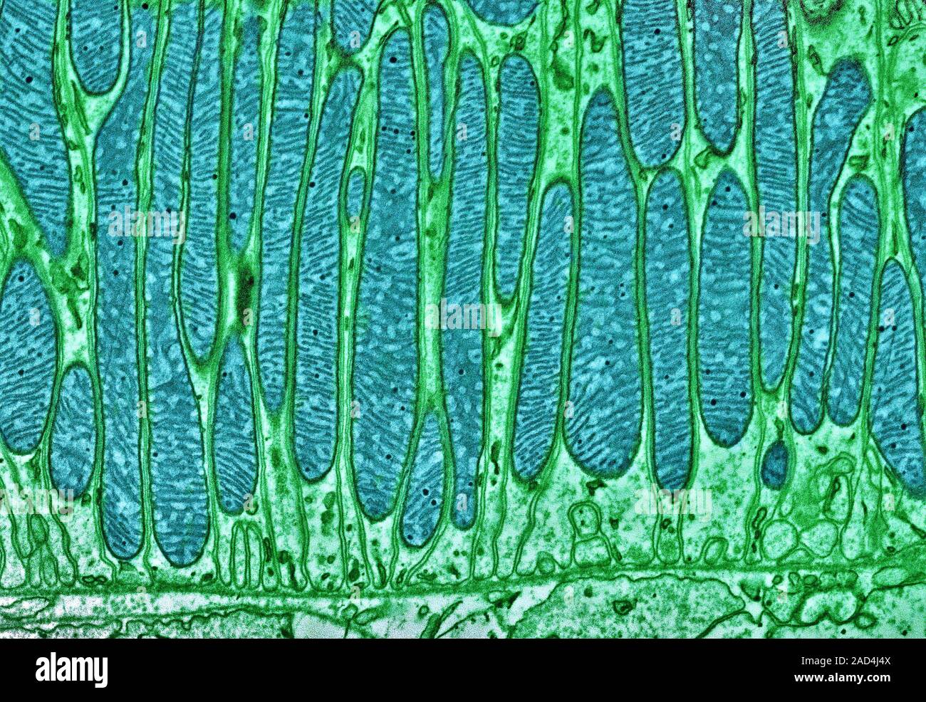 Mitochondria. Coloured transmission electron micrograph (TEM) of ...
