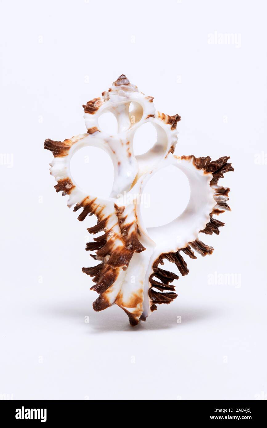 Murex marine snail shell, sectioned to reveal the asymmetrical, dextral ...