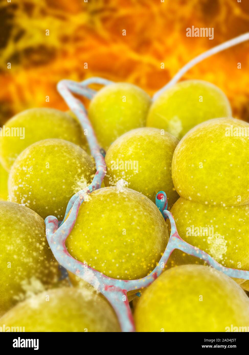 White adipose tissue. Illustration of the structure of a type of fat known as white adipose ...