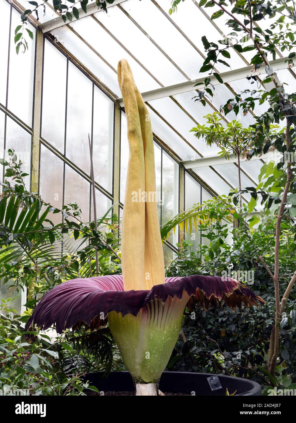 Titan arum (Amorphophallus titanum) flowering. The titan arum, native ...