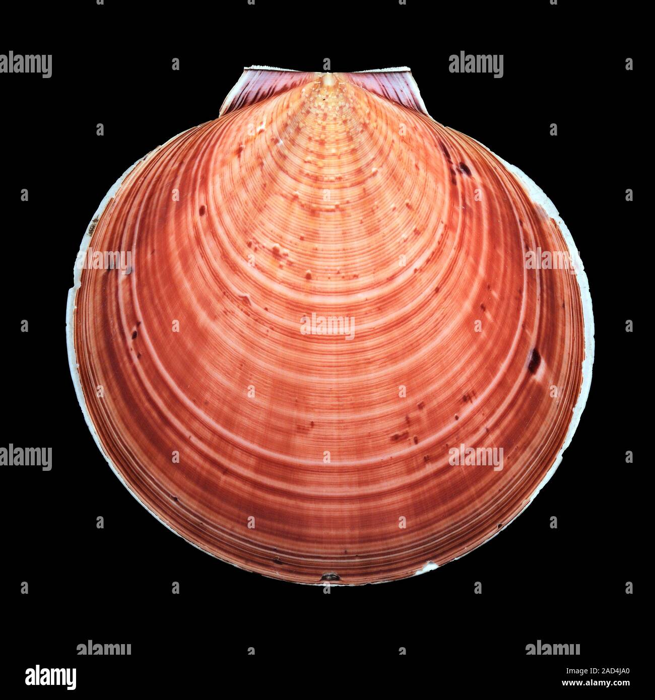 Saucer scallop shell. The shell of a saucer scallop (Amusium japonicum ...