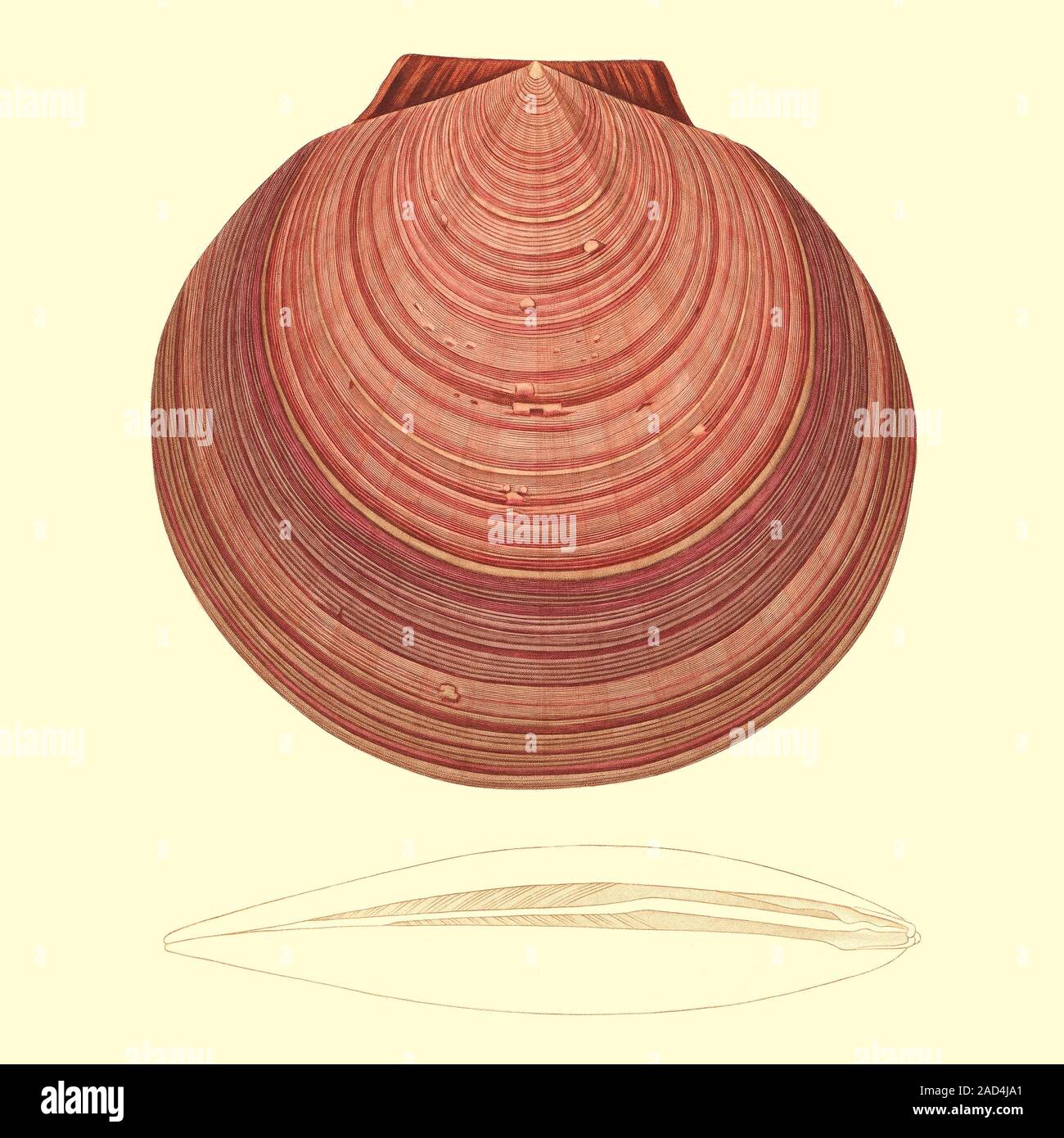 Saucer scallop shell. Illustration of the shell of a saucer scallop ...