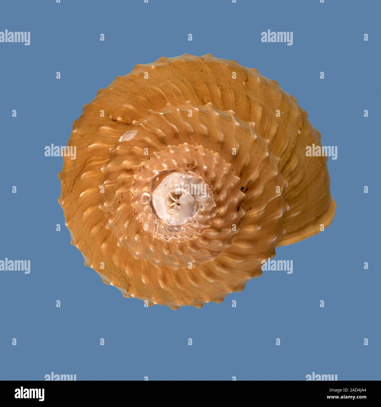 Baird's top shell. Baird's top shell (Bathybembix bairdii) is a deep ...