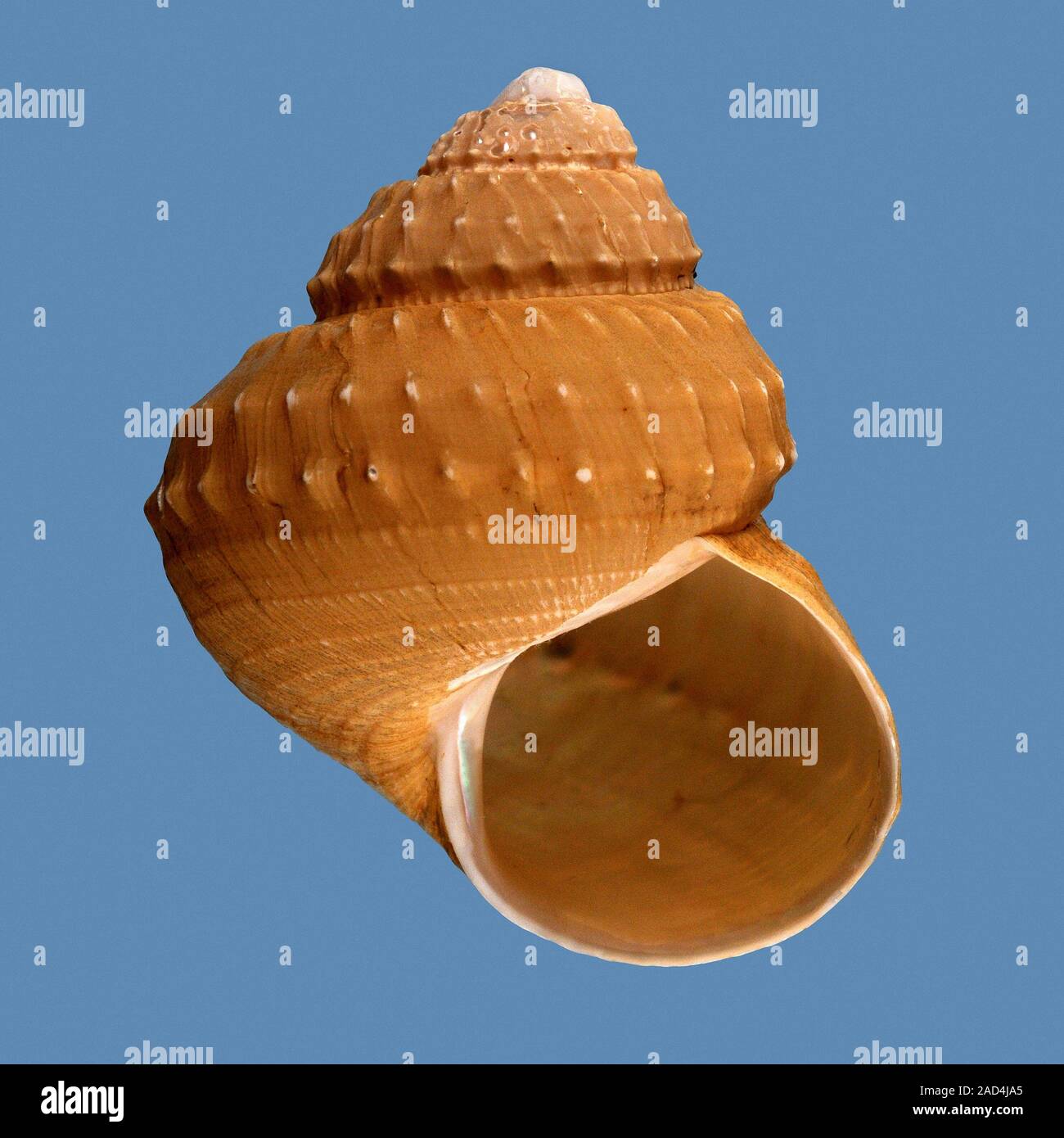 Baird's top shell. Baird's top shell (Bathybembix bairdii) is a deep ...