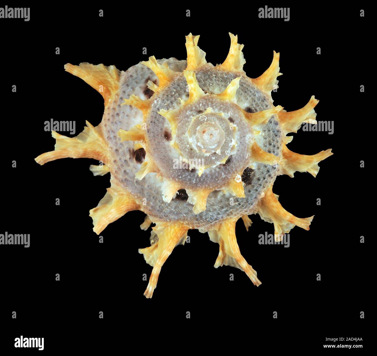 Girgyllus star snail shell. The girgyllus star snail (Bolma girgyllus ...