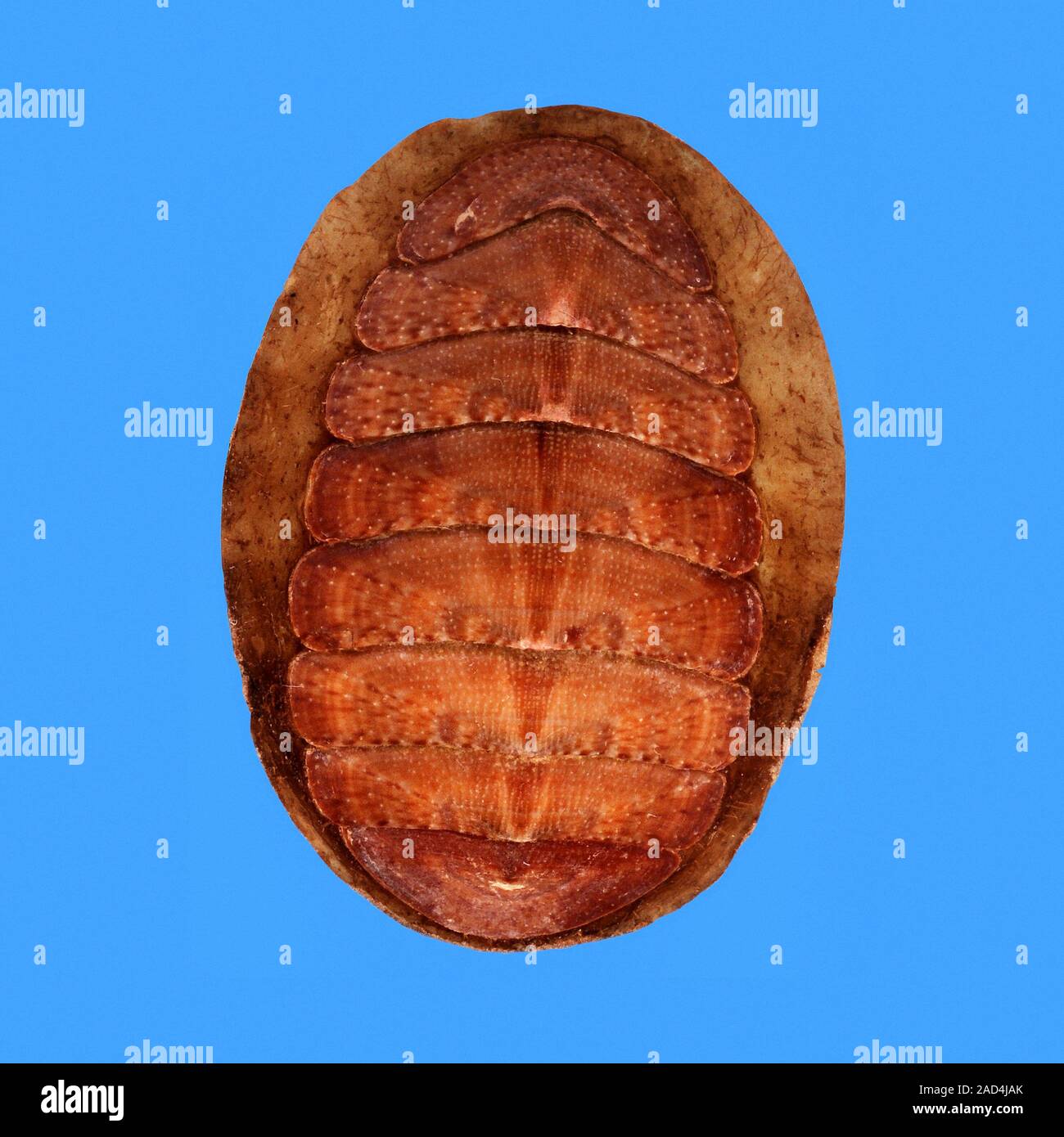 Callochiton septemvalvis shell. Callochiton septemvalvis is a species ...