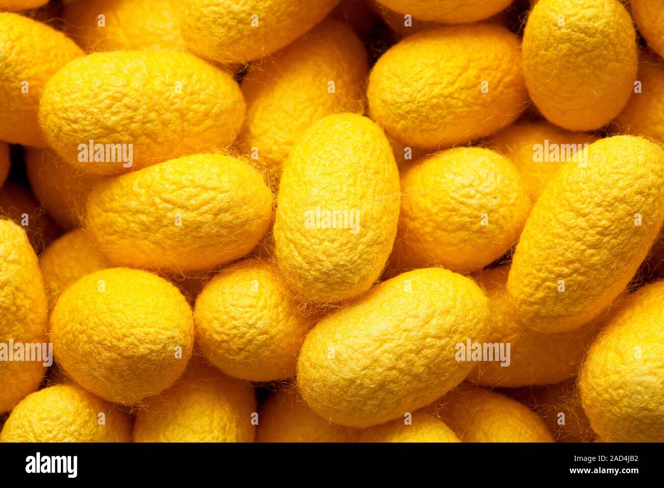 Silk Cocoon of Manipulation of genes at yellow Stock Photo - Alamy