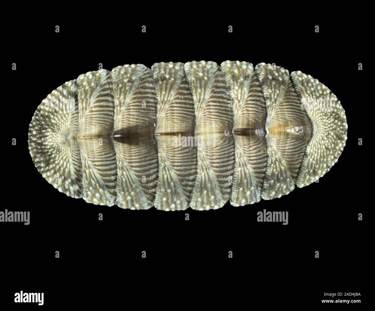 West Indian Green Chiton shell. The shell of a West Indian Green Chiton ...