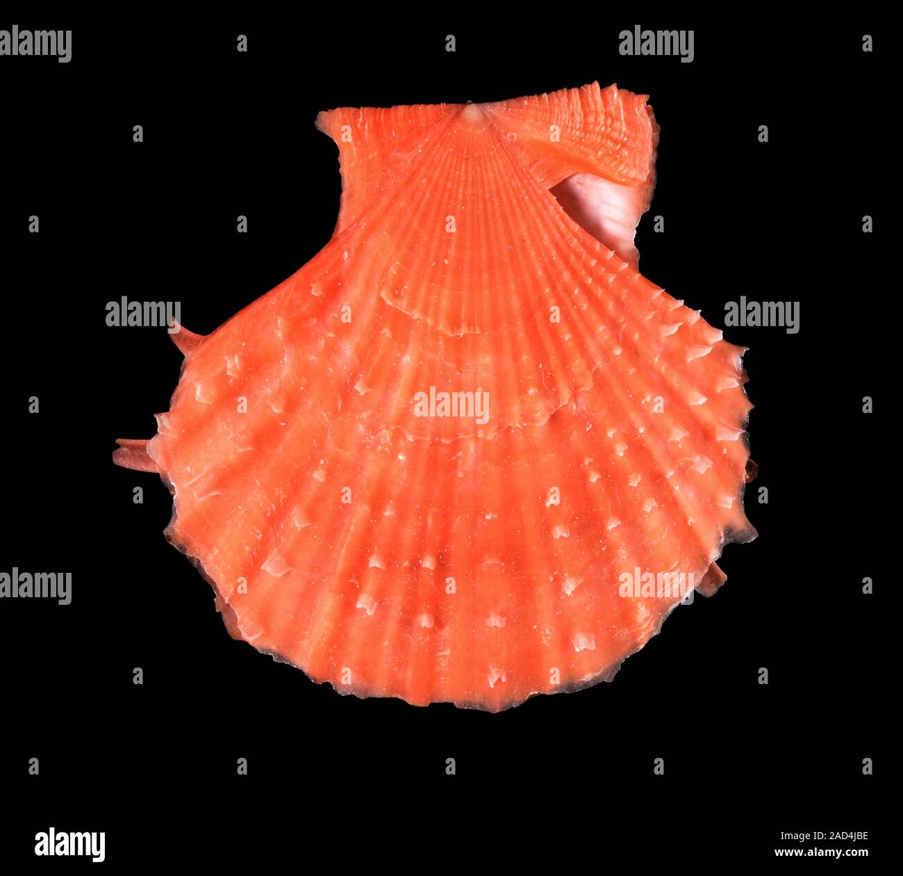 Chlamys squamatus scallop shell. The shell of the scallop Chlamys ...