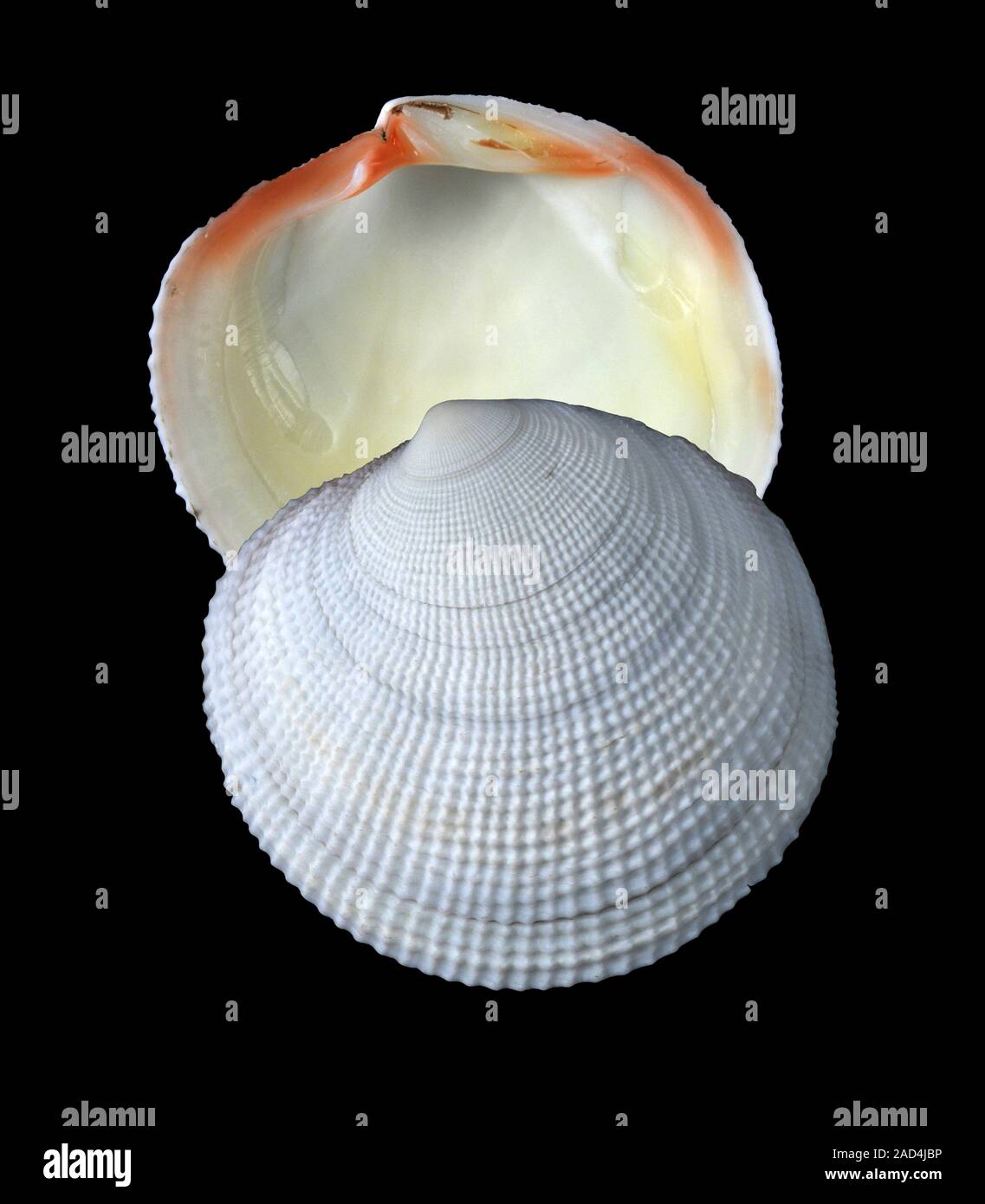 Pacific tiger lucine shell. The shell of the Pacific tiger lucine ...