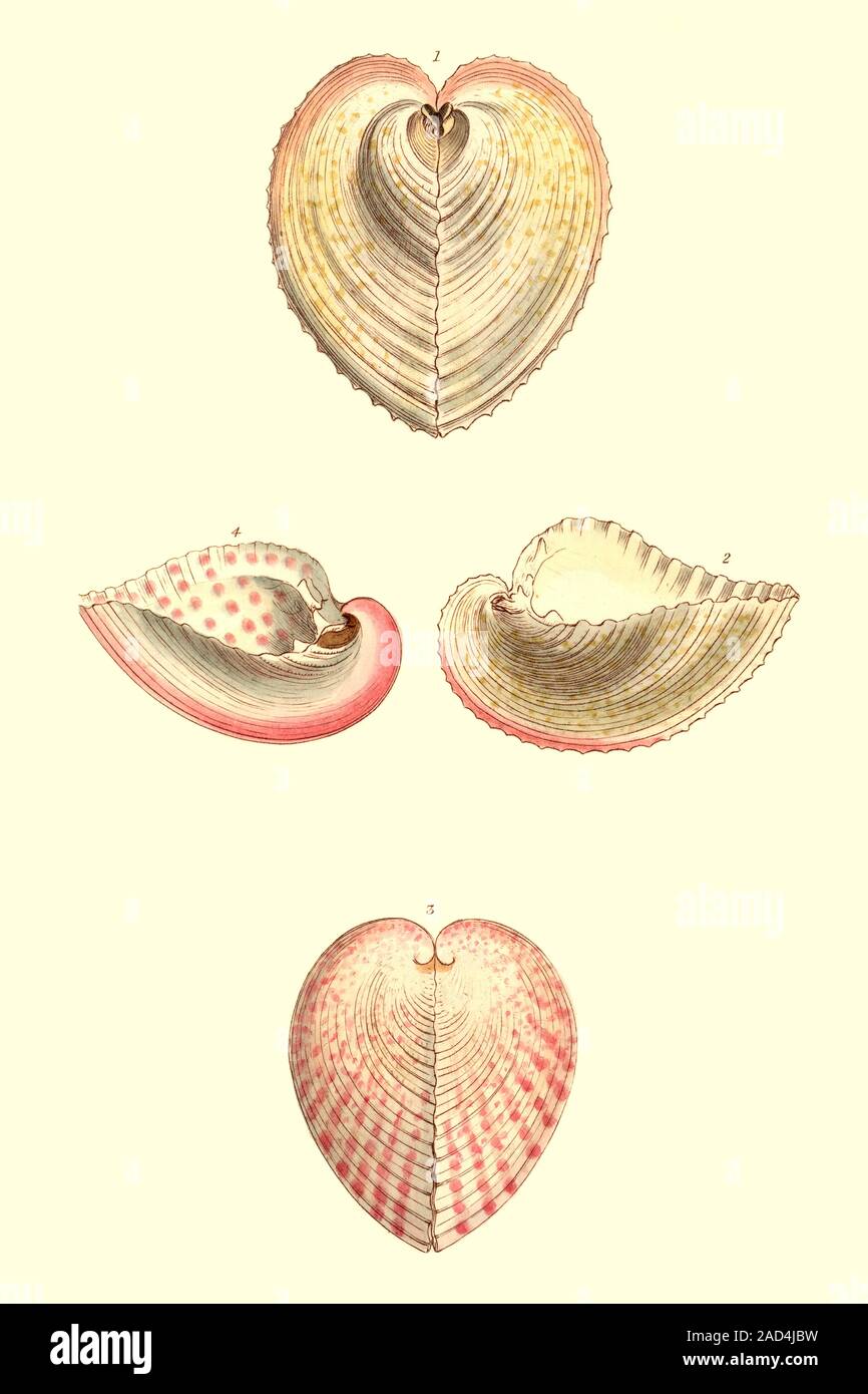 Heart cockle shell. Illustration of shells of the heart cockle ...