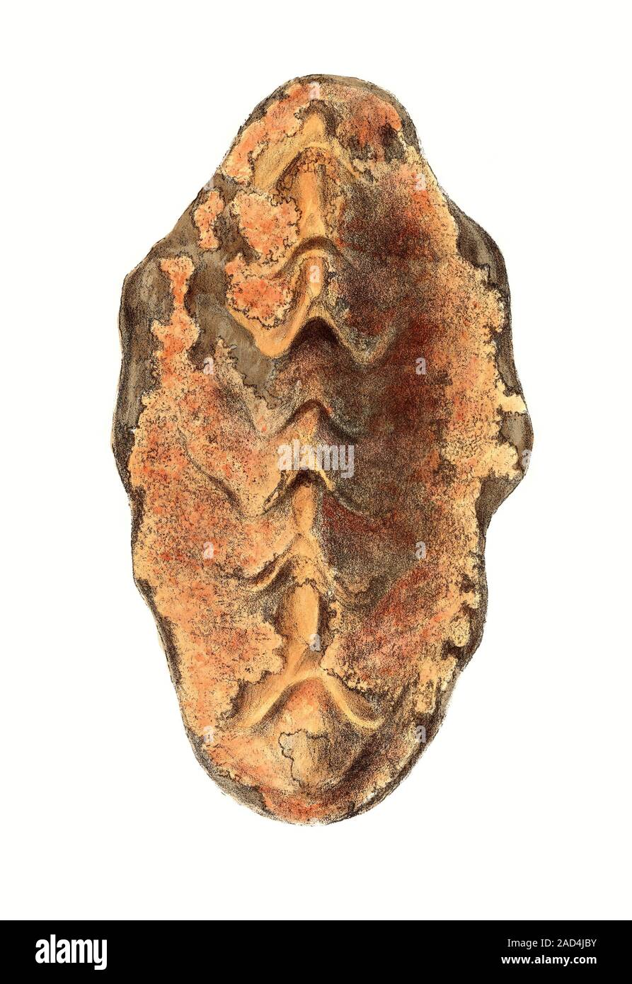 Gumboot chiton. Illustration of the gumboot chiton (Cryptochiton ...