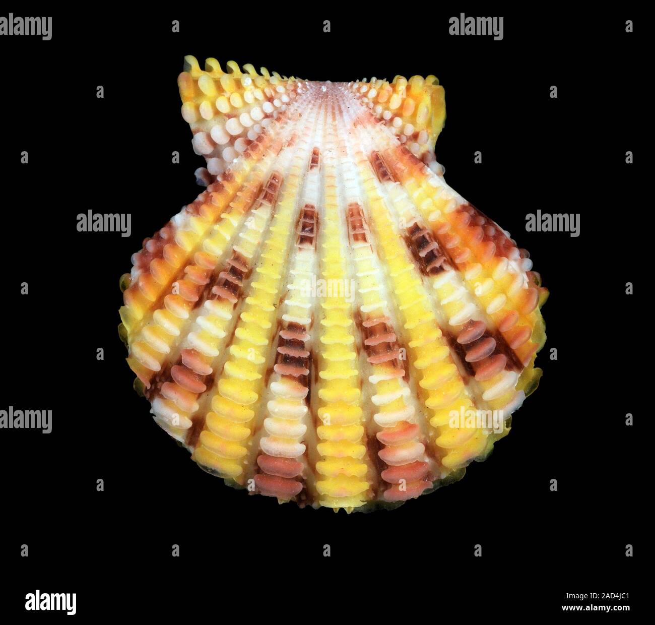 Cryptopecten speciosum scallop shell. The shell of the scallop ...
