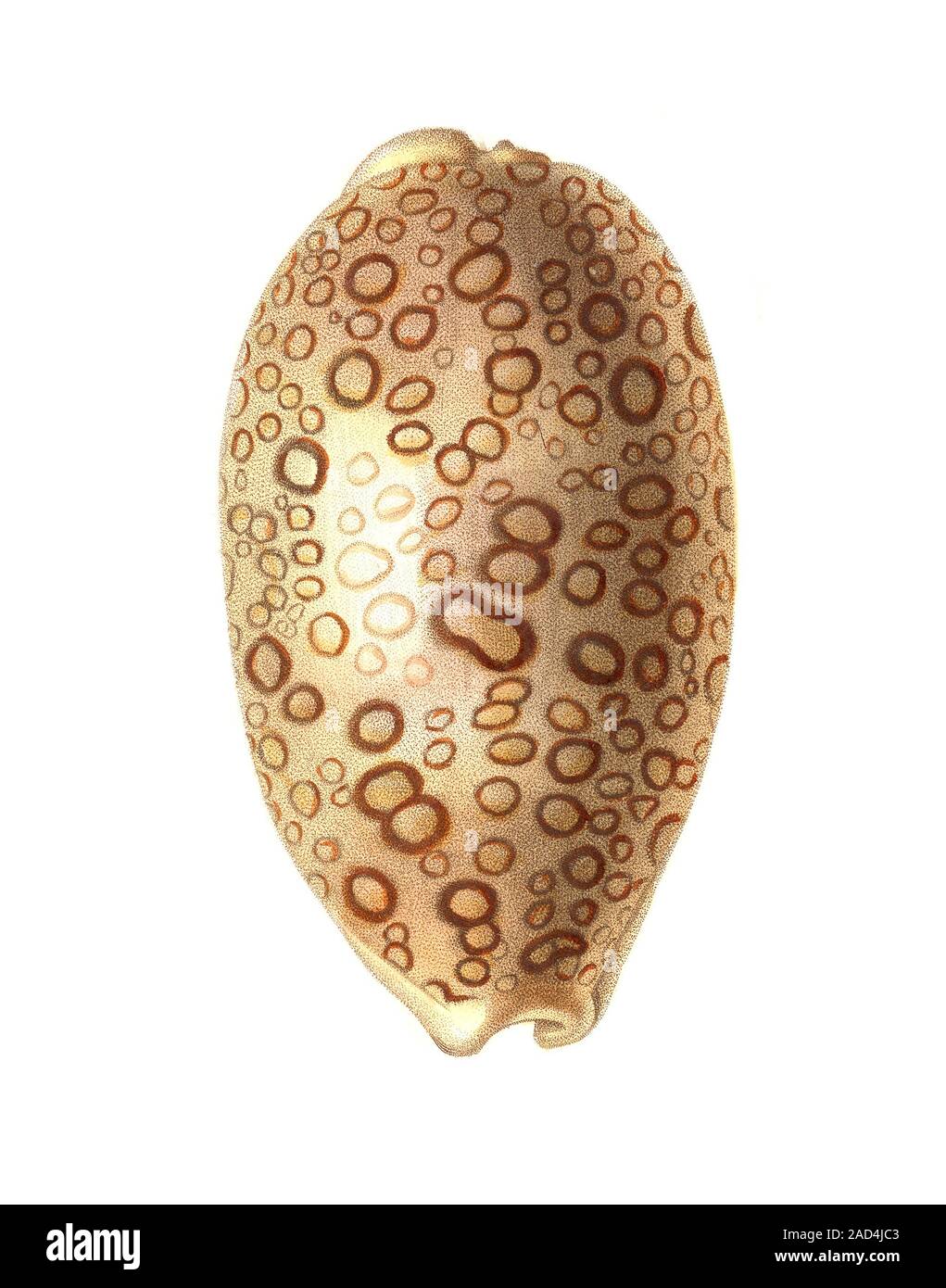 Eyed cowry shell. Illustration of the shell of the eyed cowry ...