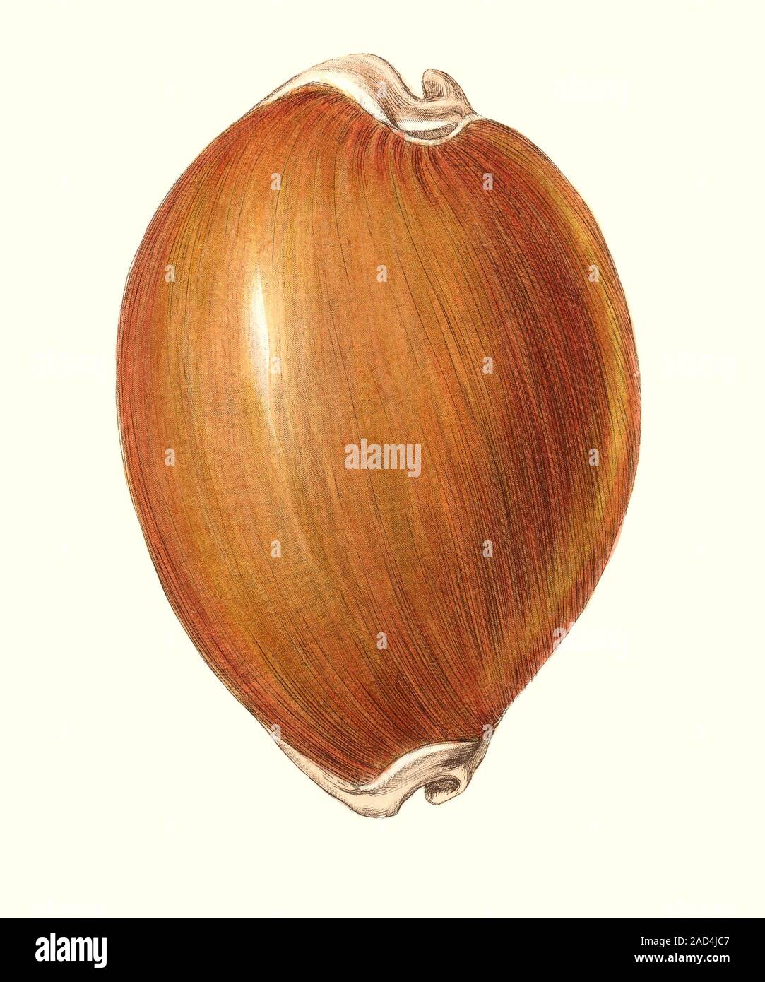 Golden cowry shell. Illustration of the shell of the golden cowry ...