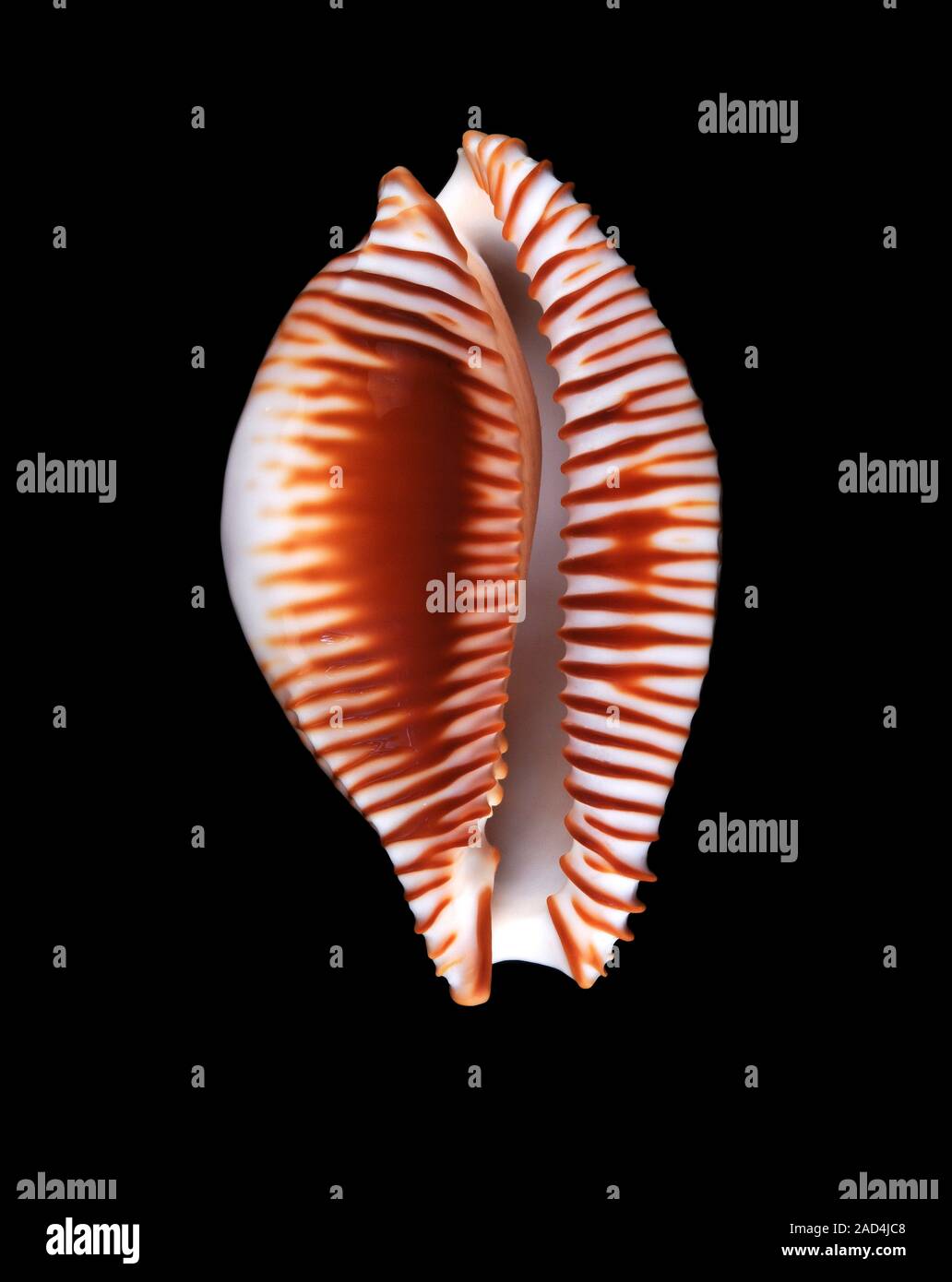 Great spotted cowry shell. The shell of a great spotted cowry (Cypraea ...