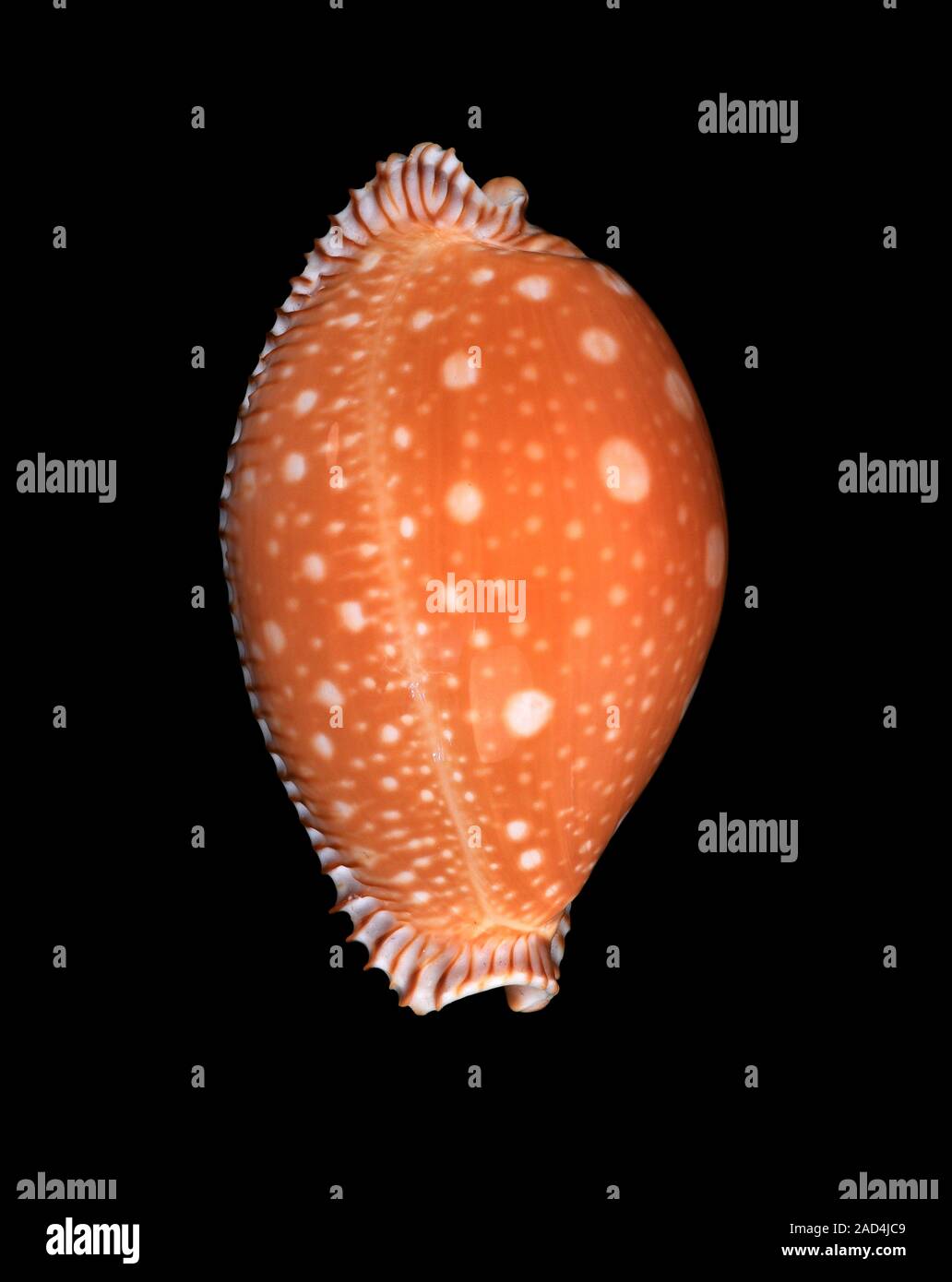 Great spotted cowry shell. The shell of a great spotted cowry (Cypraea ...