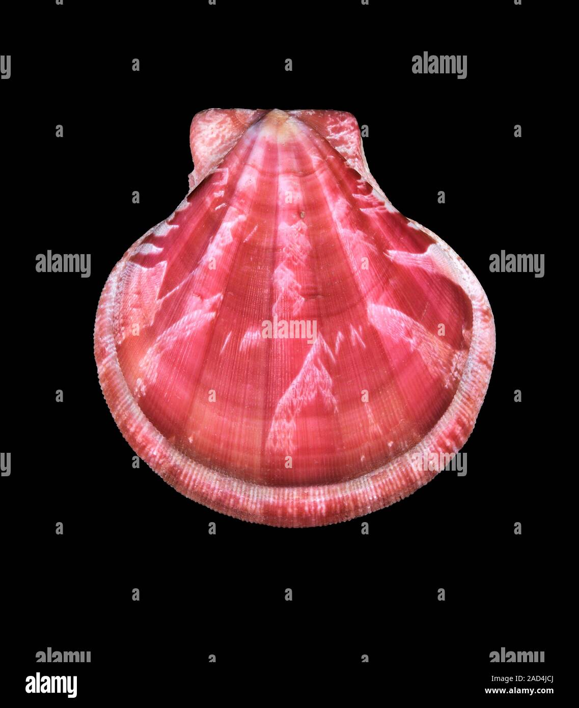 Decatopecten plica scallop shell. The shell of the scallop Decatopecten ...