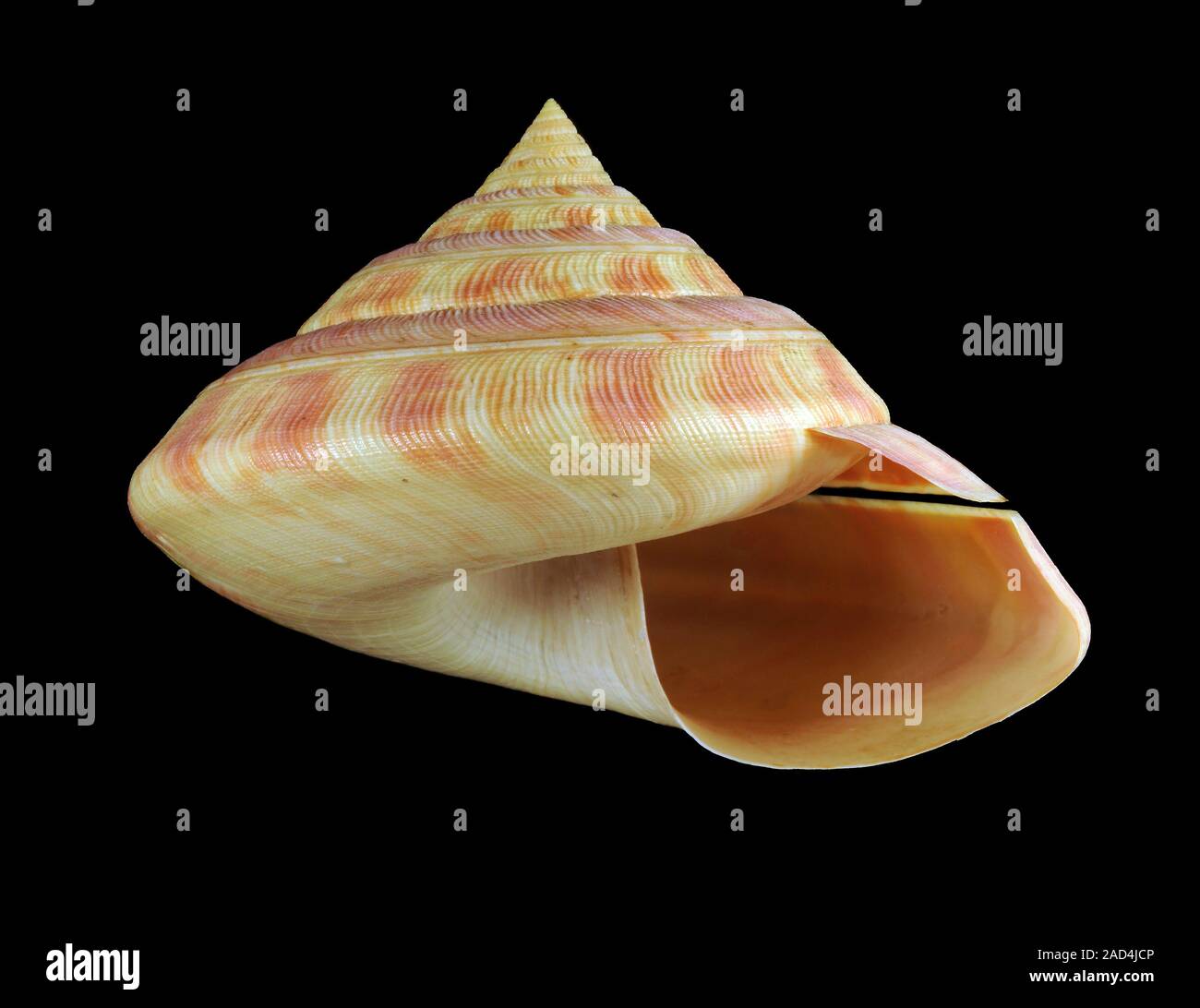 Rumphius' slit shell (Entemnotrochus rumphii). This is a species of ...