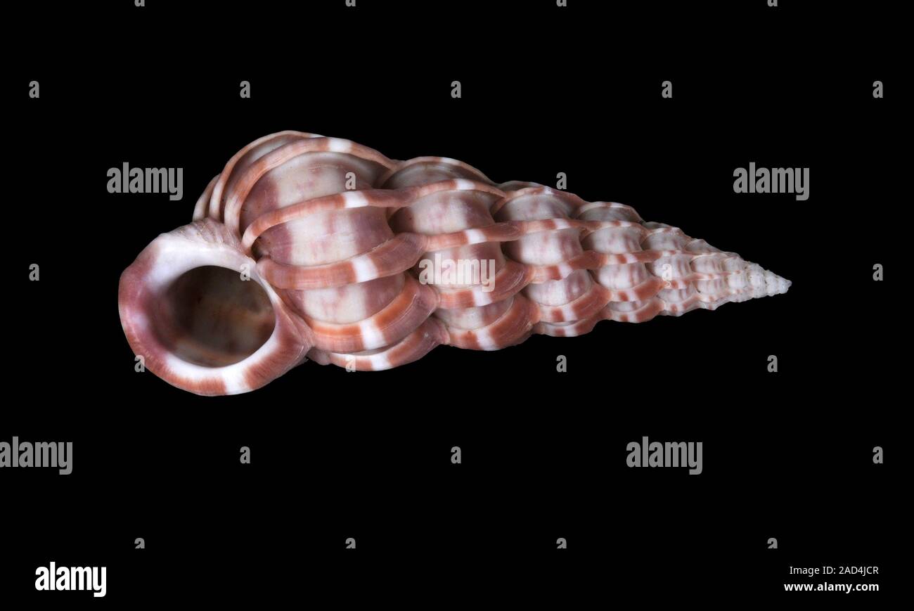 Common wentletrap shell. The shell of a common wentletrap (Epitonium ...