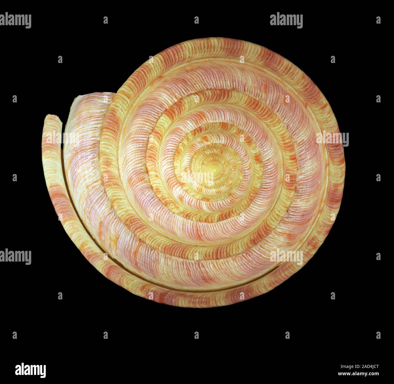 Rumphius' slit shell (Entemnotrochus rumphii). This is a species of ...
