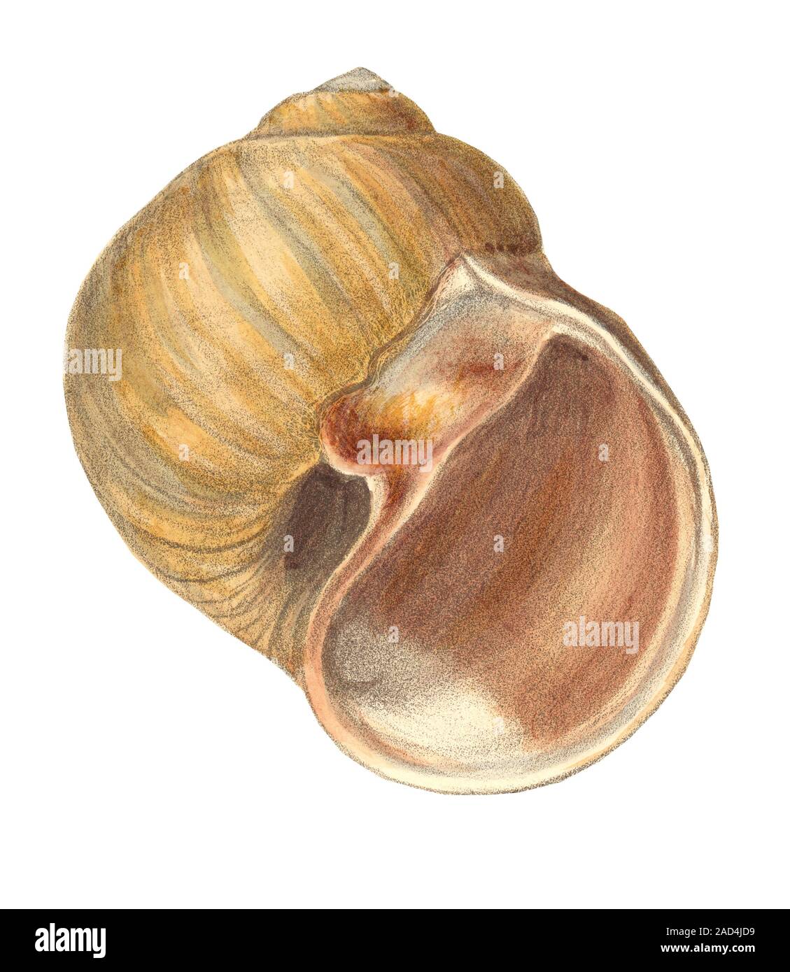 Lewis's moon snail shell. Illustration of the shell of Lewis's moon ...