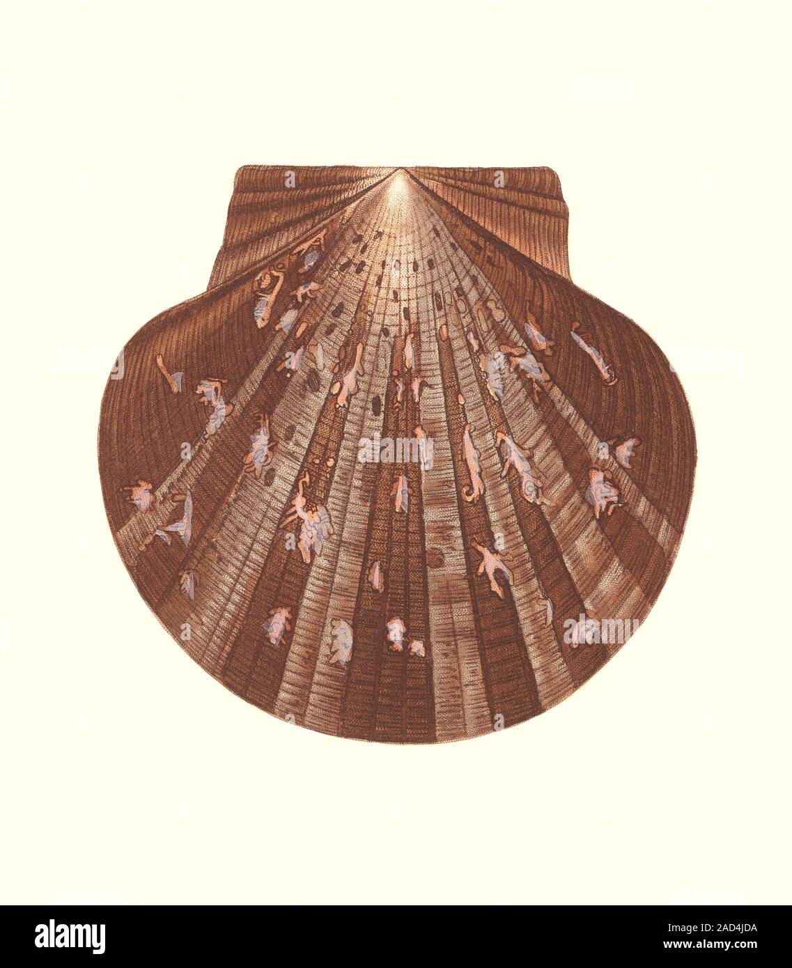 Scallop shell. Illustration of the shell of the scallop Euvola ...