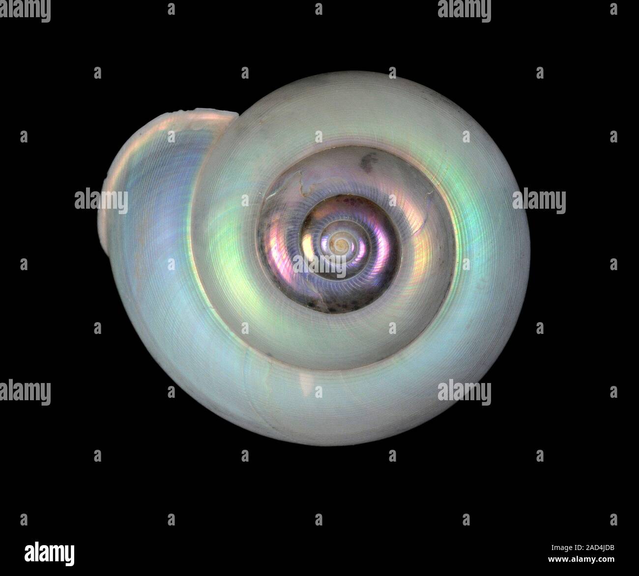 Gaza fischeri sea snail shell. The shell of Gaza fischeri, a species of ...