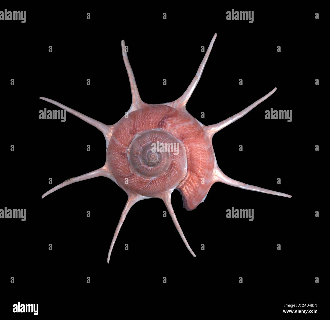 Yoka star turban sea snail shell. The shell of a Yoka star turban ...