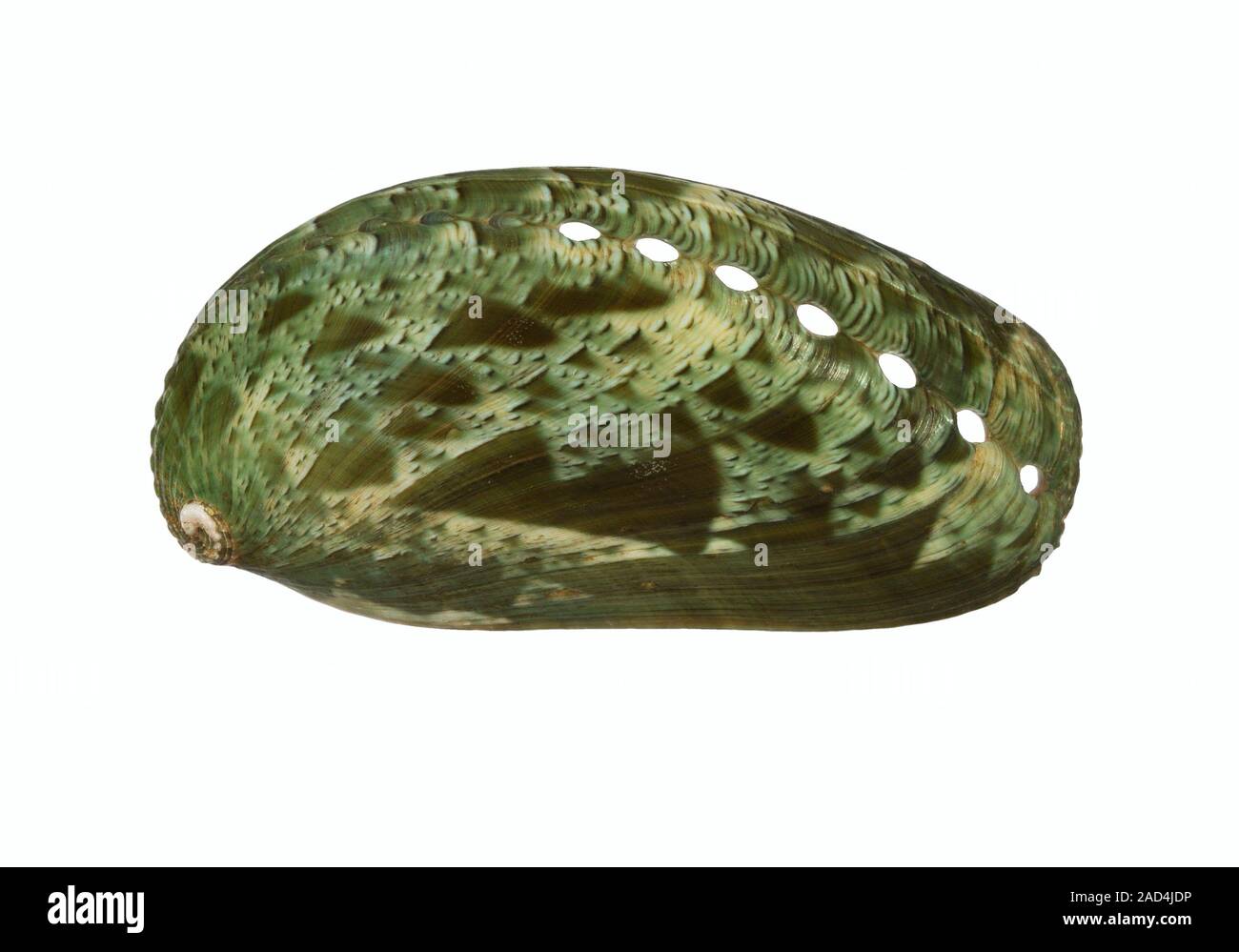 Ass's-ear abalone shell. The shell of an ass's-ear abalone (Haliotis ...