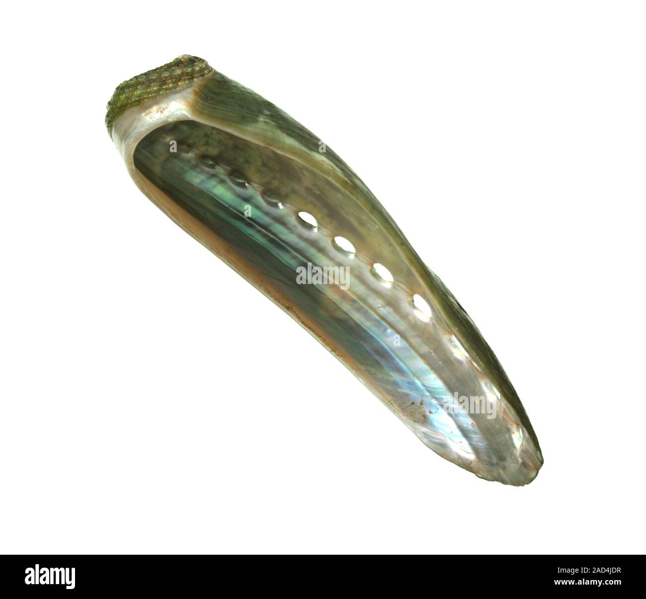 Ass's-ear abalone shell. Interior of the shell of an ass's-ear abalone ...
