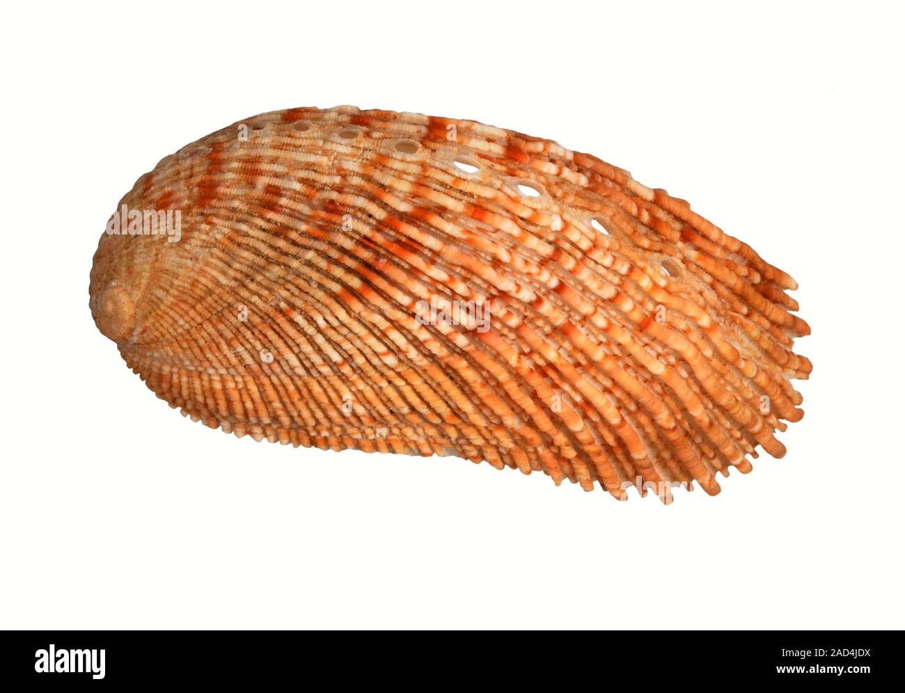 Elegant abalone shell. The shell of an elegant abalone (Haliotis elegans), a species of sea ...