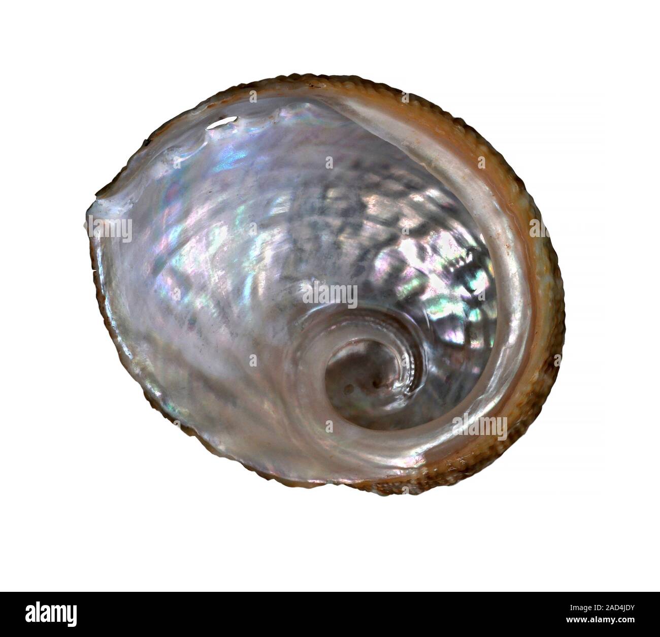 Whirling abalone shell. Interior of the shell of the whirling abalone ...
