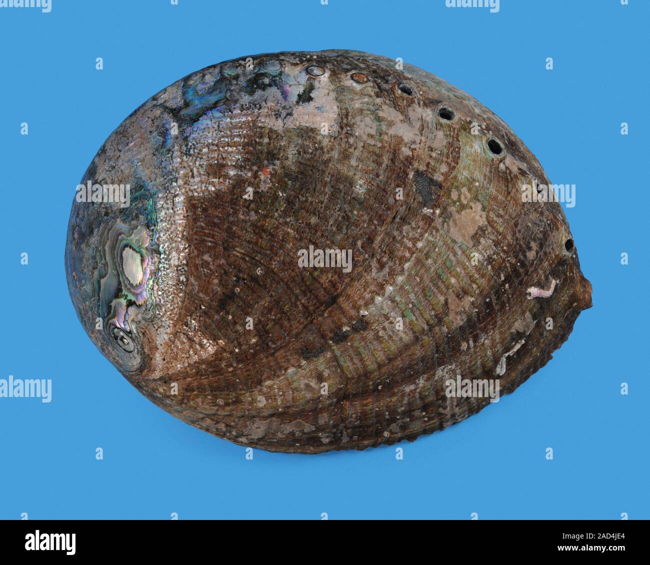Green abalone shell. The shell of a green abalone (Haliotis fulgens), a ...
