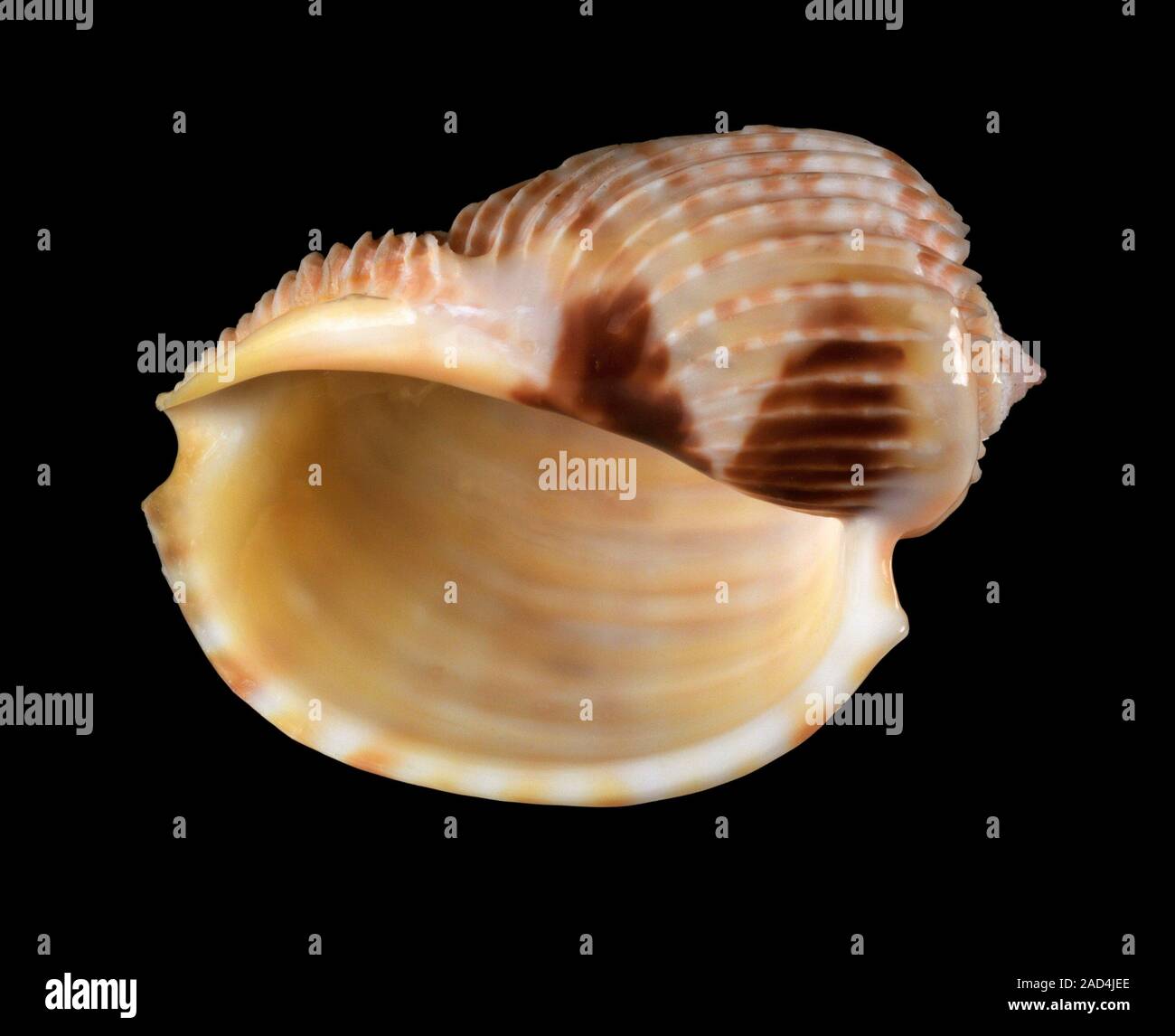 Ribbed harp snail shell. The shell of a ribbed harp (Harpa costata), a ...